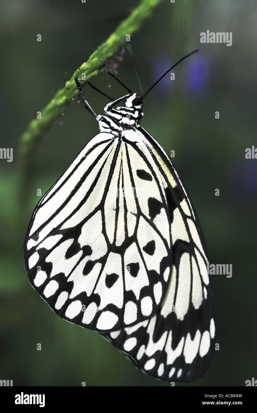 Rice Paper butterfly (Idea leuconoe) hanging from stem of plant Stock ...