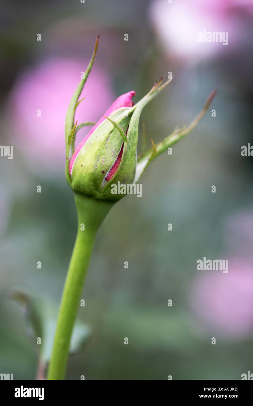 Budding tea hi-res stock photography and images - Alamy
