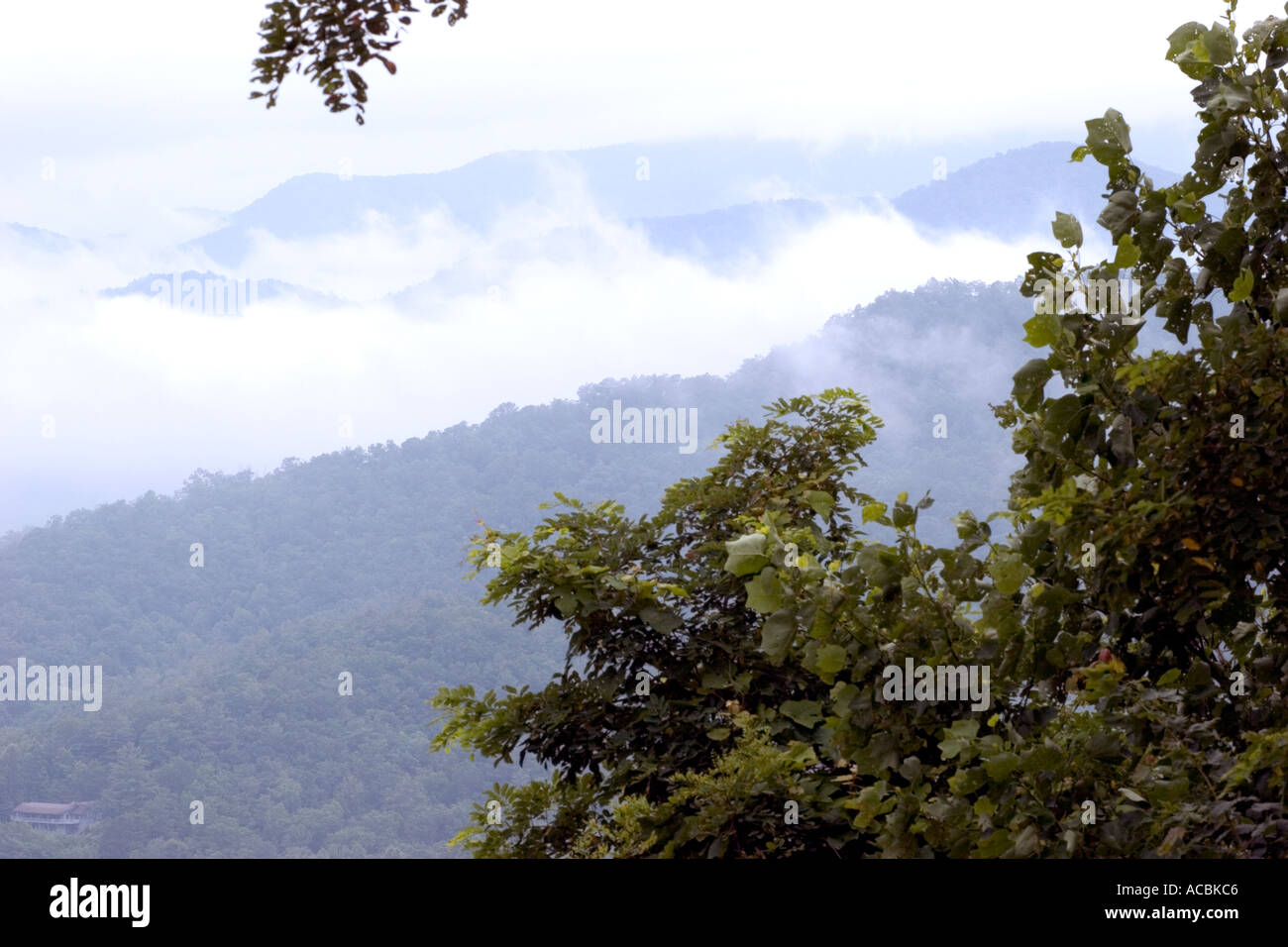 Roadside view of smokey mountains tree in foreground Stock Photo - Alamy