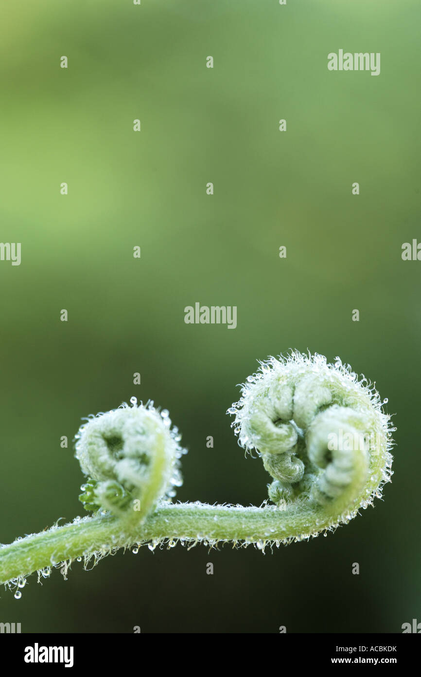 New fern frond opening (Polystichum incongruum) forest shield fern ...