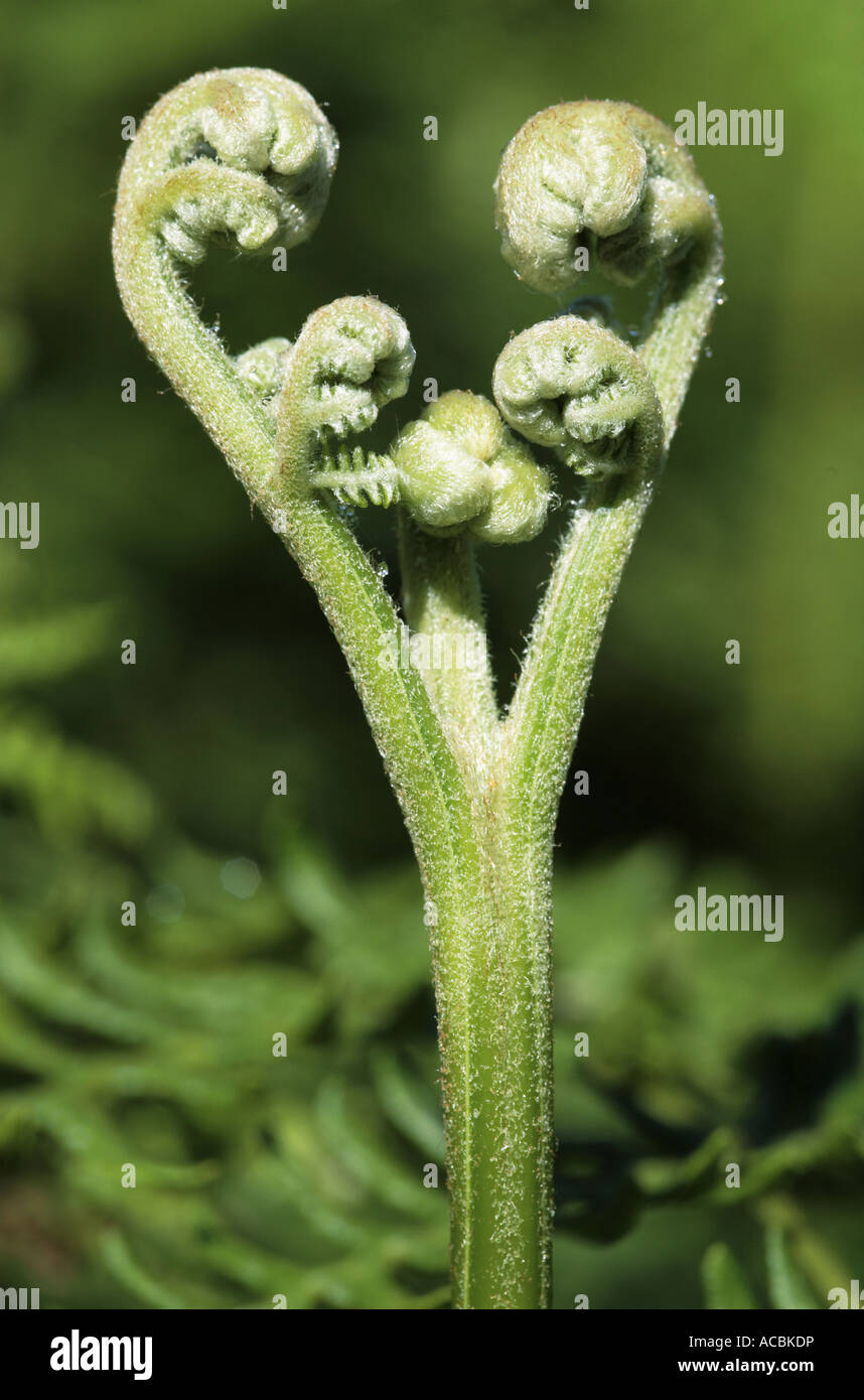 New fern frond opening (Polystichum incongruum) forest shield fern ...