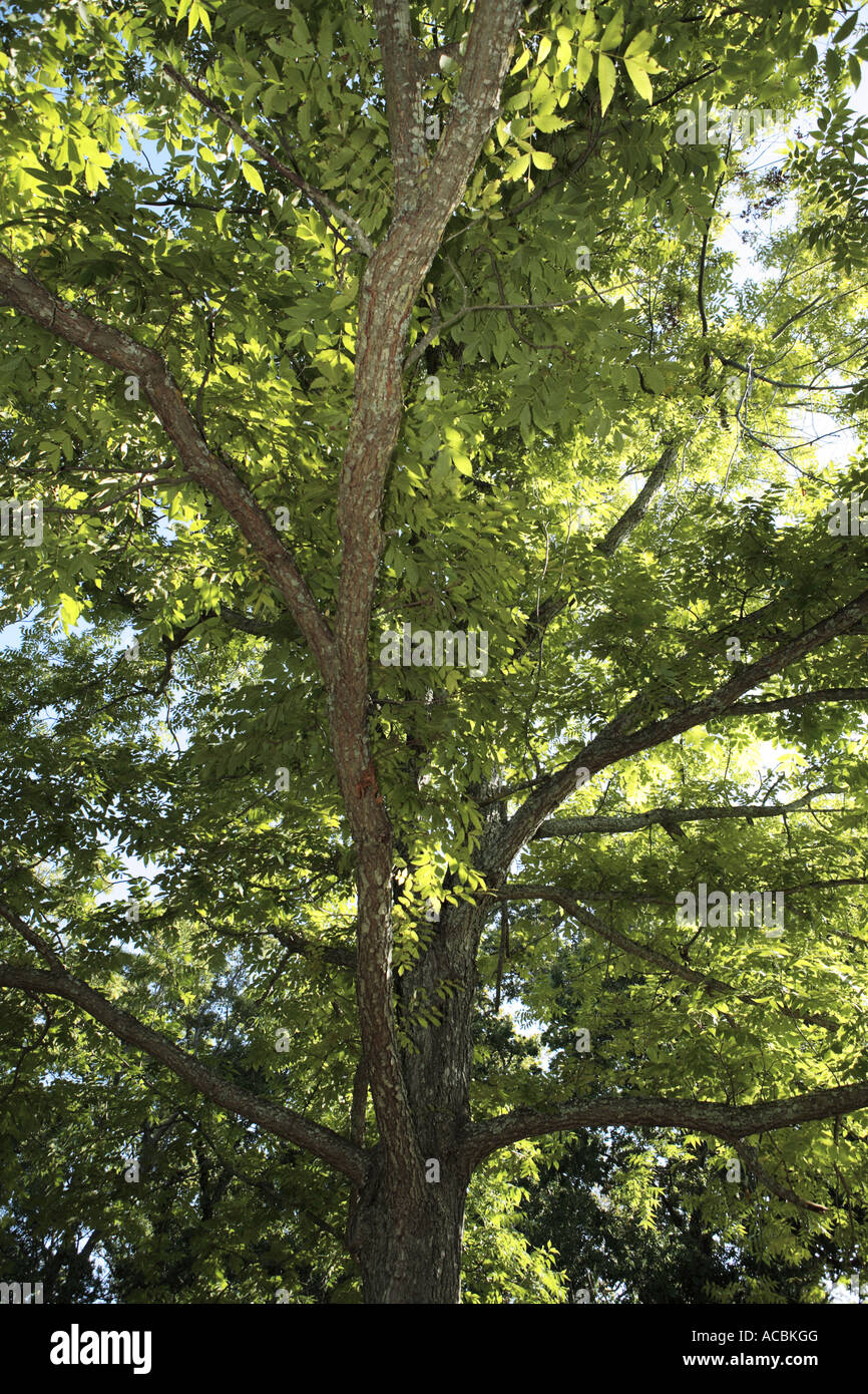 Lush green tree canopy hi-res stock photography and images - Alamy