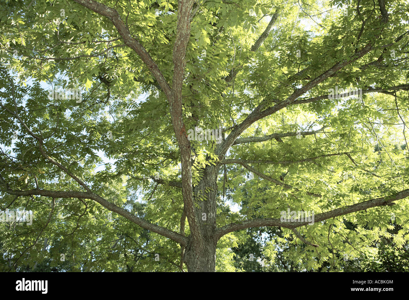 Canopy tree leaves branches hi-res stock photography and images - Alamy