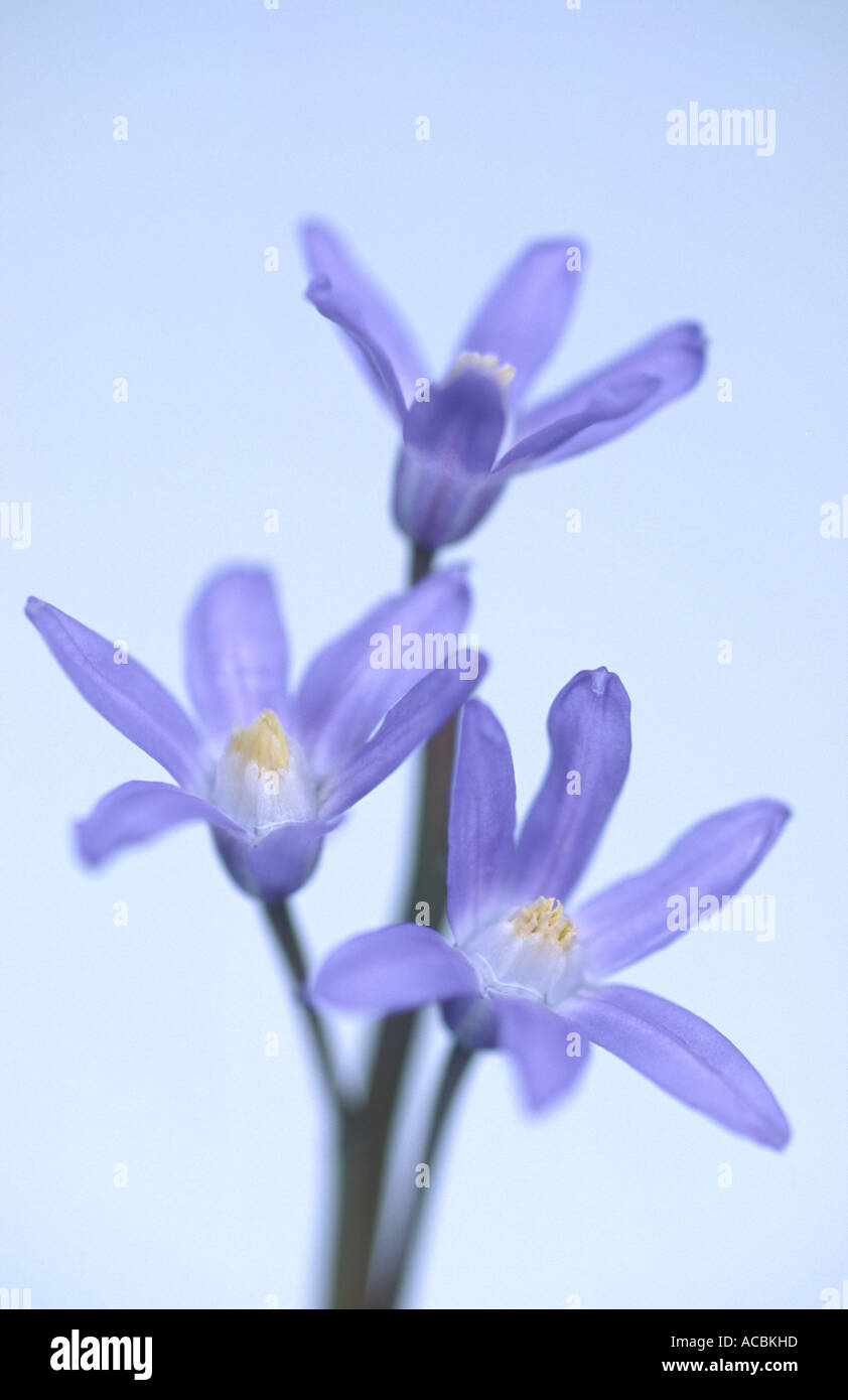 Three petals purple flower hi-res stock photography and images - Alamy