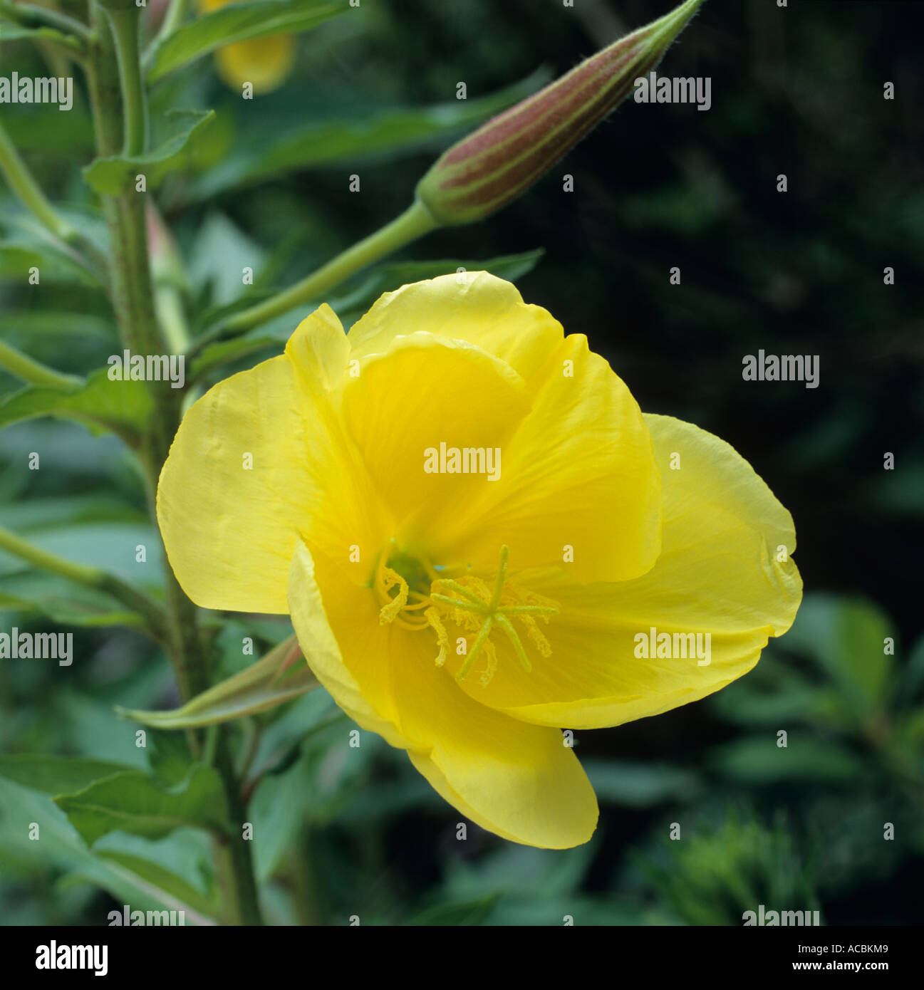Oenothera Evening primrose sundrops in June 2004 at RHS Wisley Surrey ...