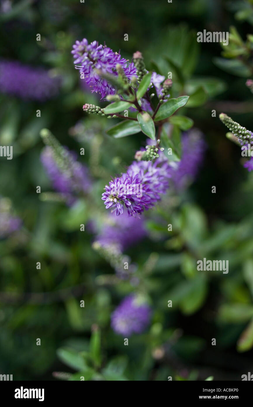 Lance shaped leaves hi-res stock photography and images - Alamy