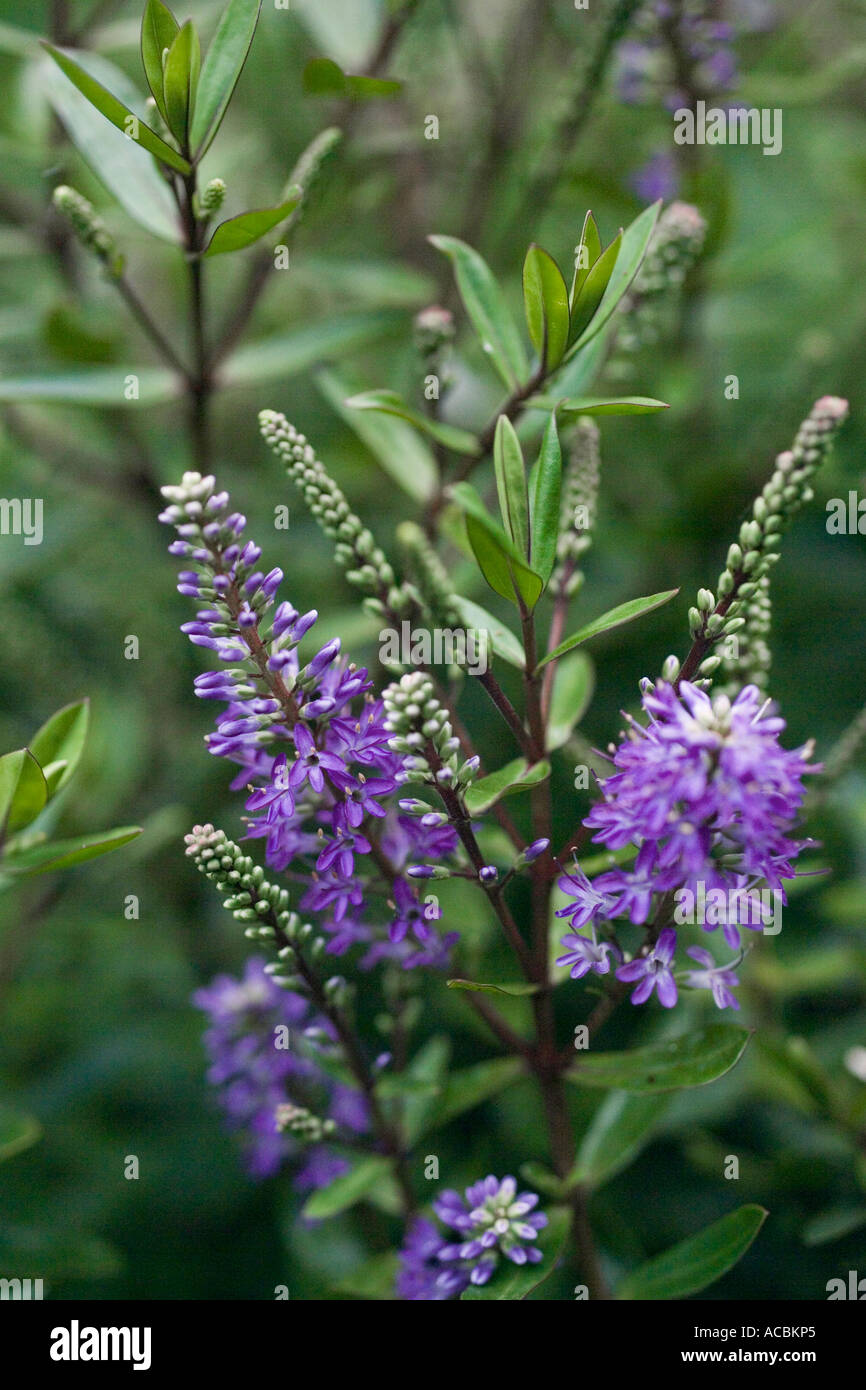 Lance Shaped Leaves Stock Photos & Lance Shaped Leaves Stock Images - Alamy