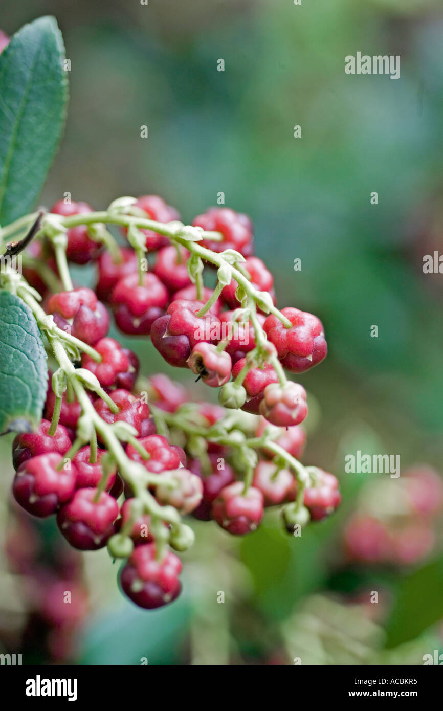 Ripened seeds fruit of Kalmia angustifolia Lambkill Kalmia Sheep Laurel ...