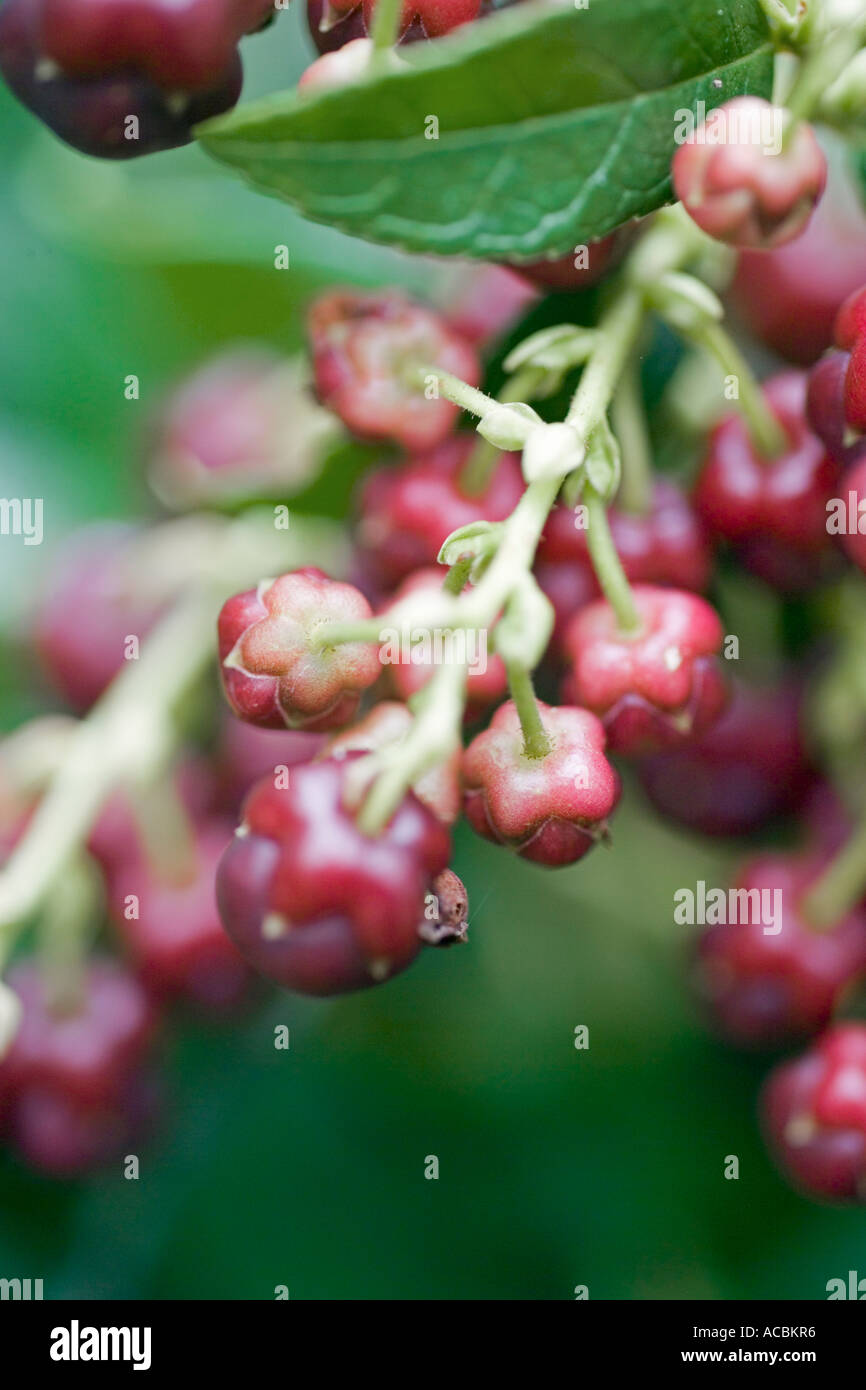 Ripened seeds fruit of Kalmia angustifolia Lambkill Kalmia Sheep Laurel ...