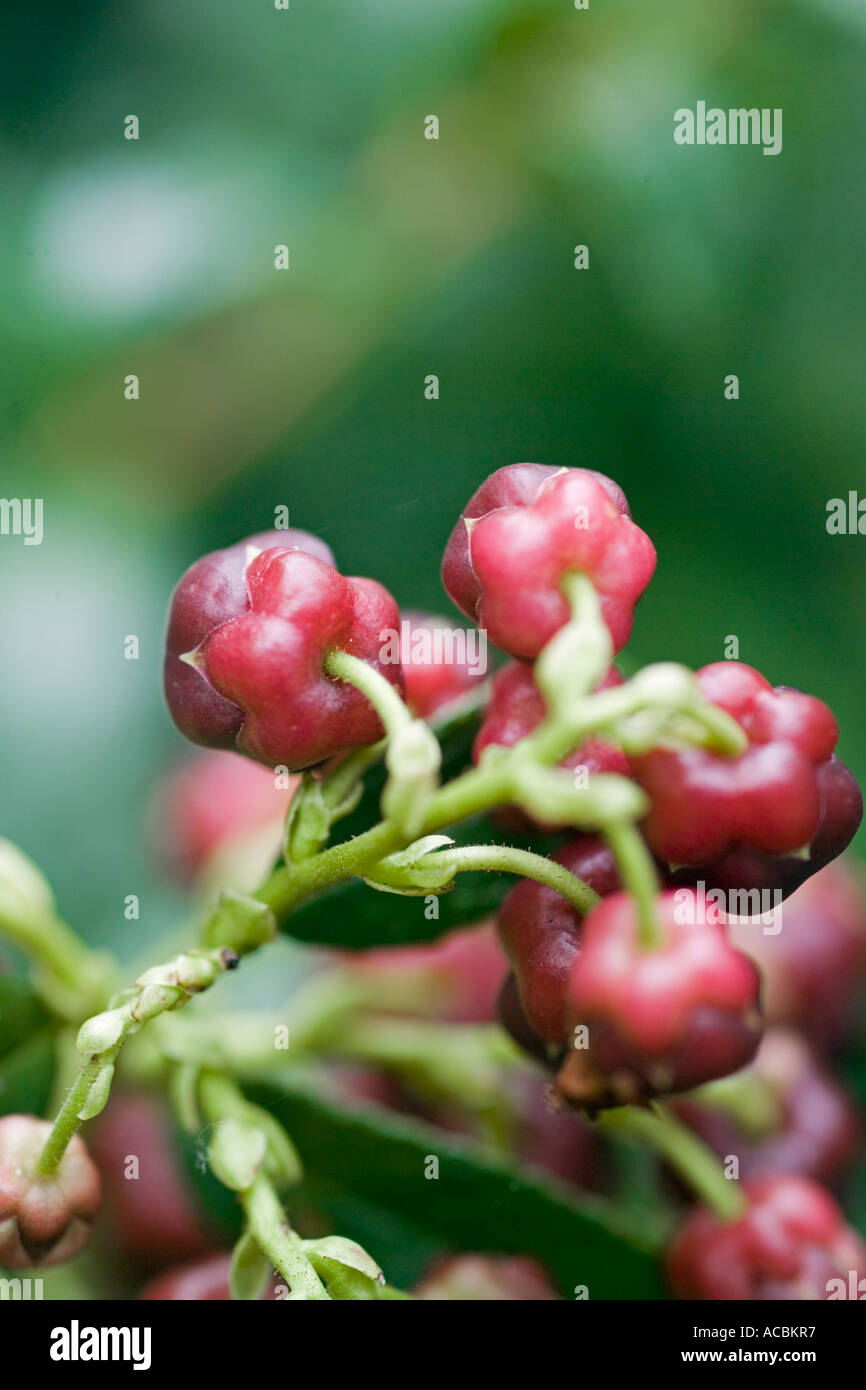 Ripened seeds fruit of Kalmia angustifolia Lambkill Kalmia Sheep Laurel ...