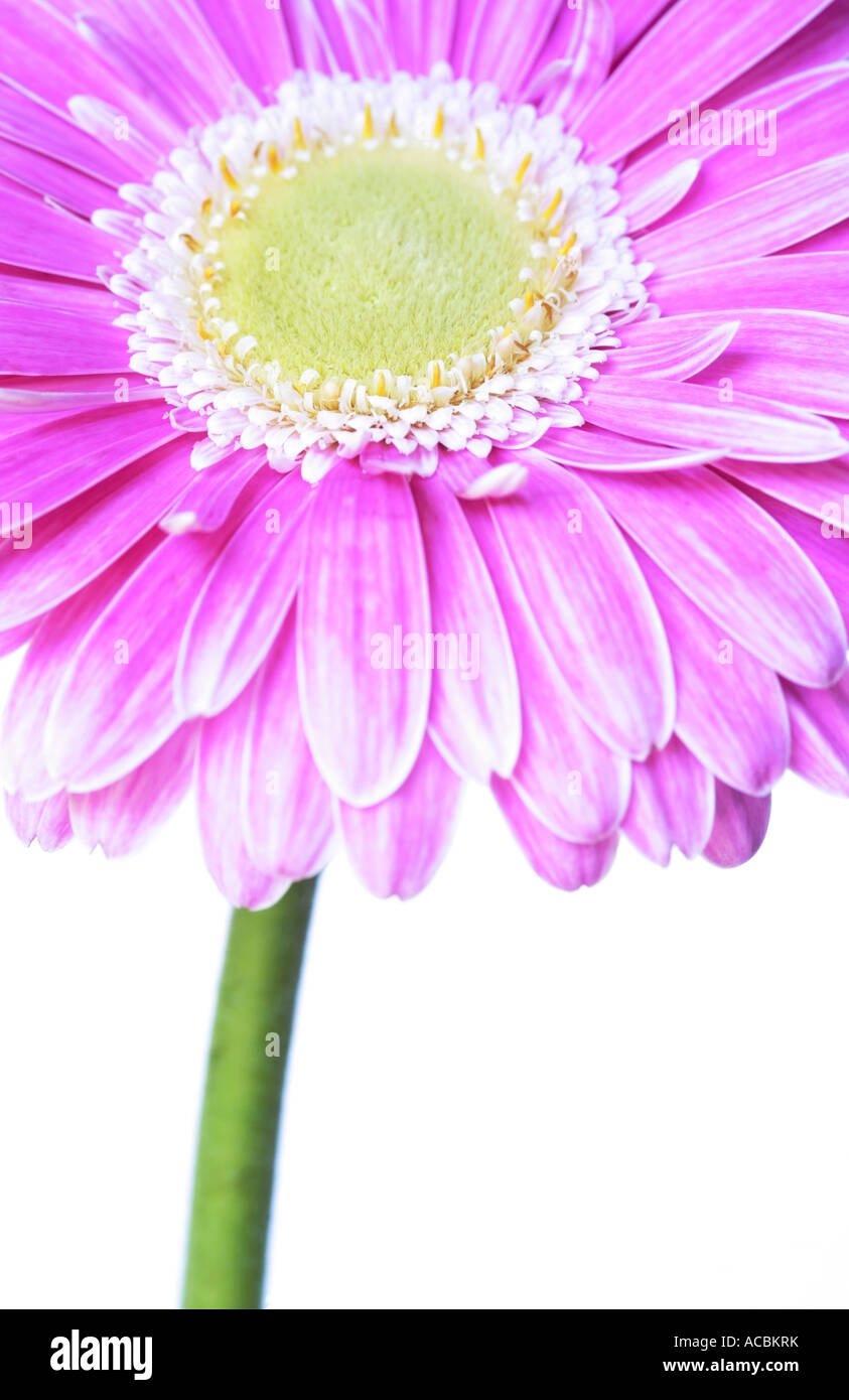 Pink Gerbera flower cutout Stock Photo - Alamy