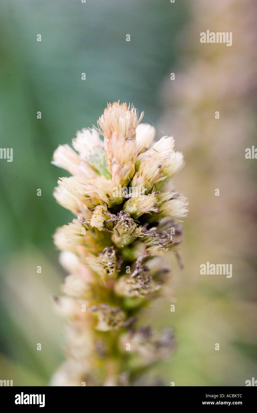 Liatris spicata Kobold Blazing Star Gayfeather dried flower spikes ...