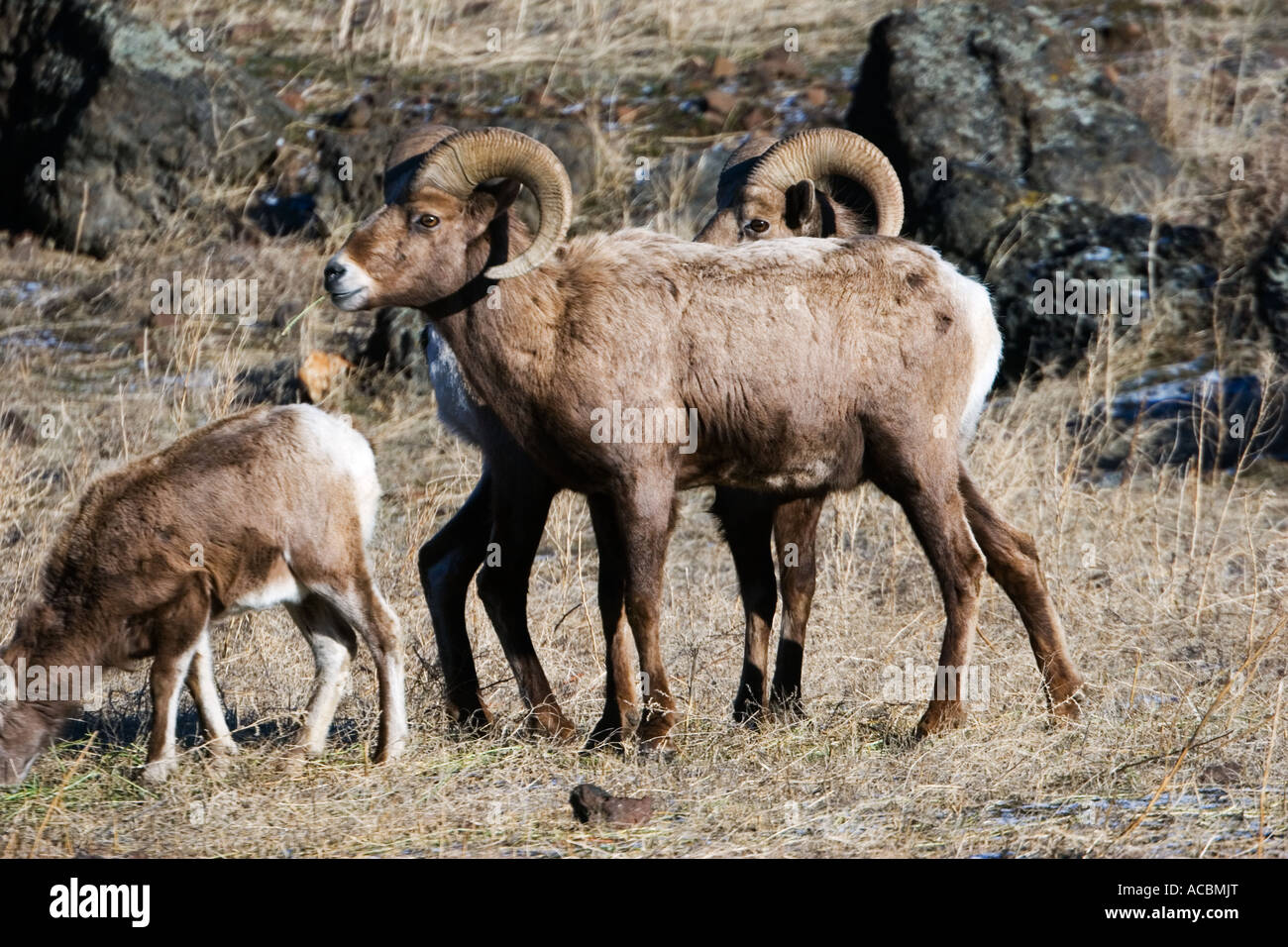 California Big Horn Sheep gather in a meadow along the eastern Cascades ...