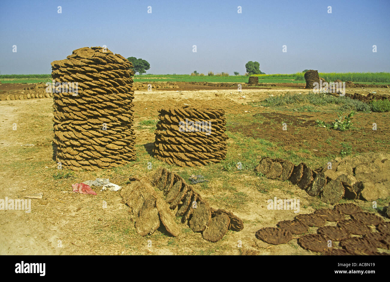 Stack of Cow Dung Drying for use as Fuel in Rural India Stock Photo - Alamy