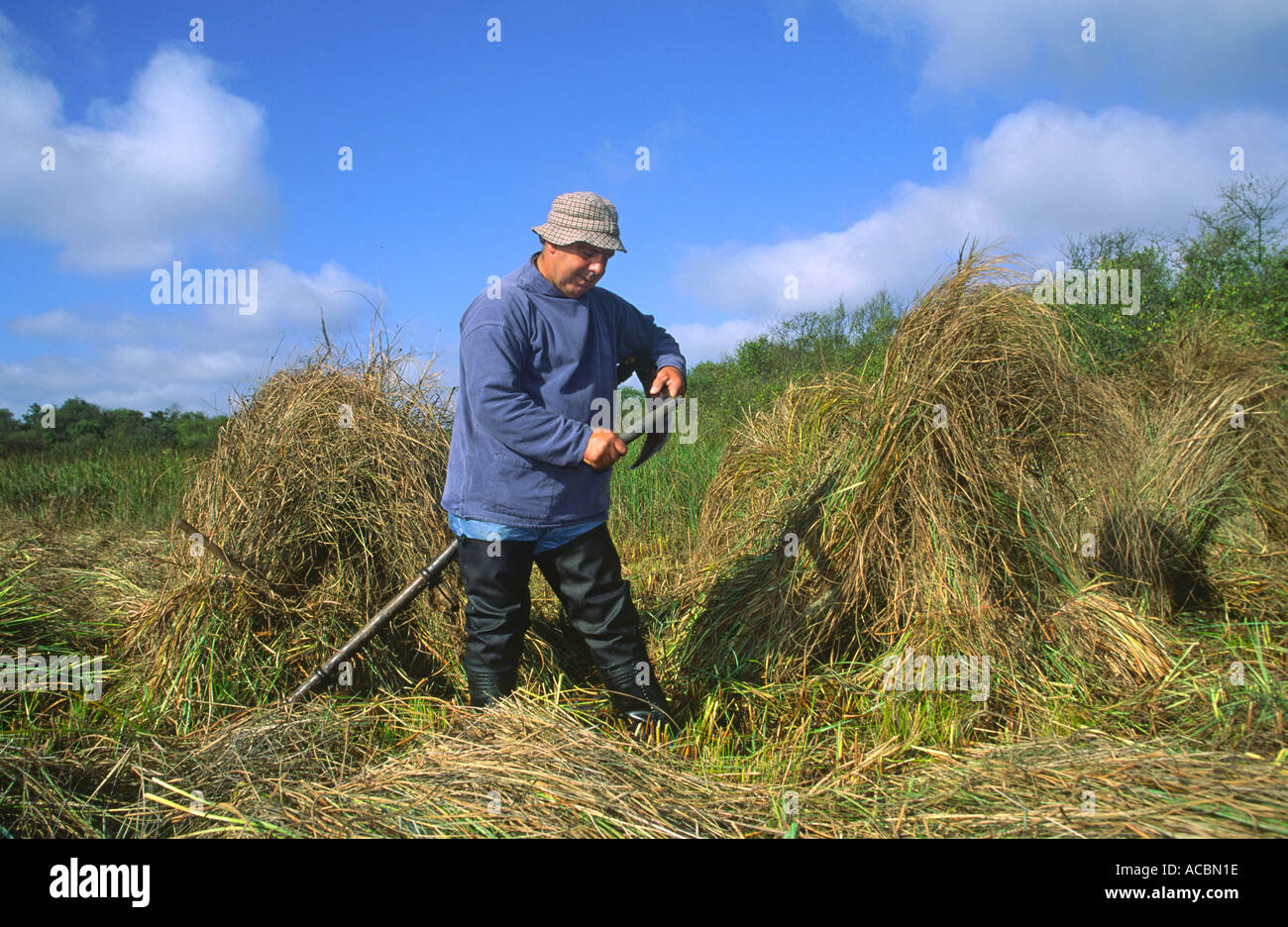 Marshman Sharpening Long Handled Scythe in Reedbeds UK Norfolk How Hill ...