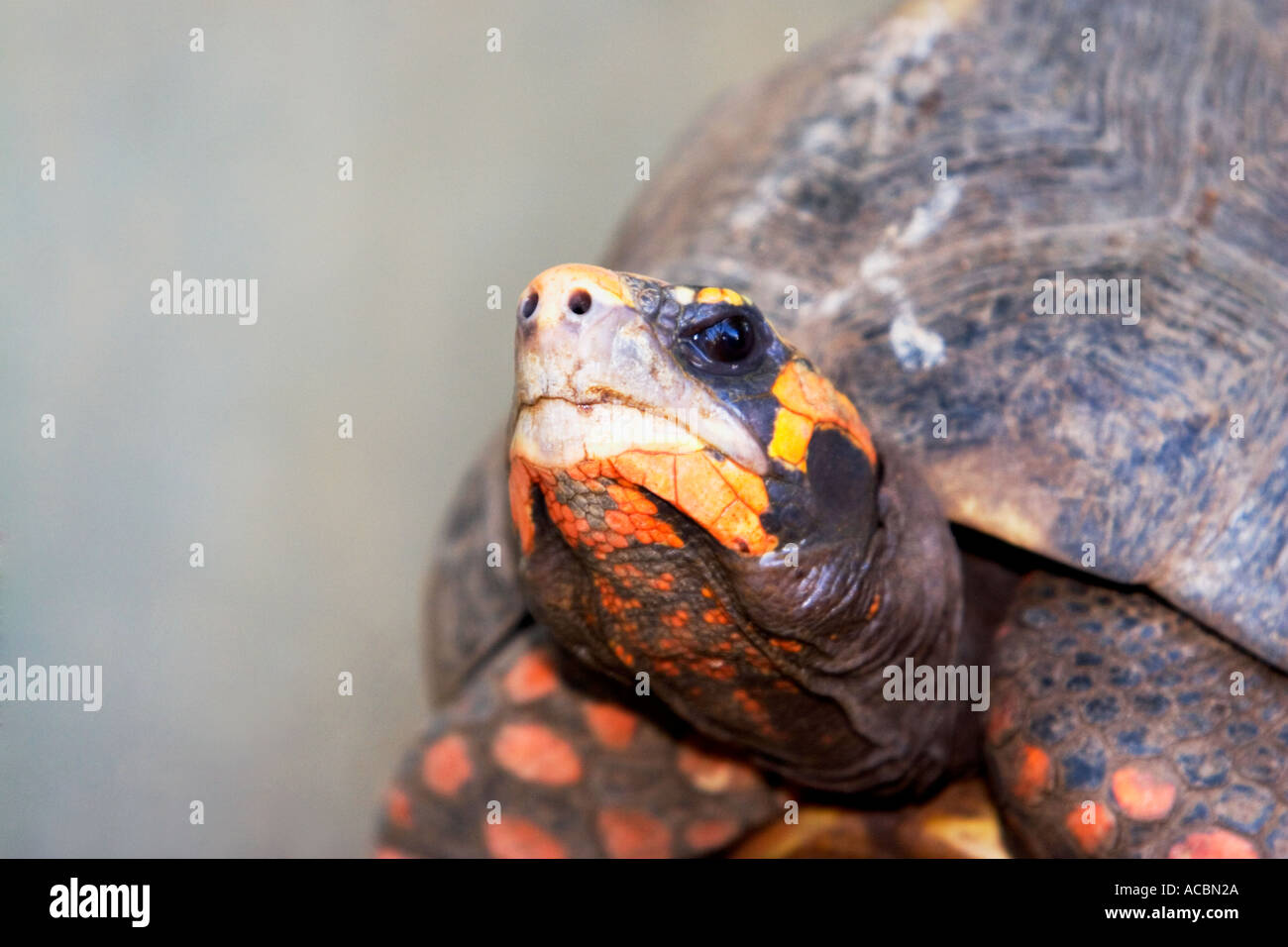 Coy turtle hi-res stock photography and images - Alamy