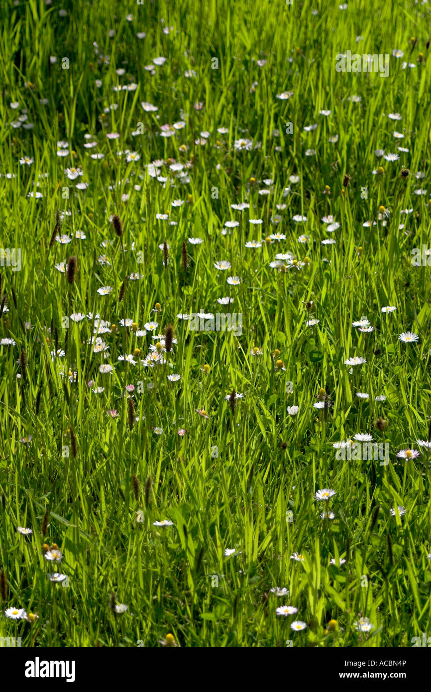 Rejected flower hi-res stock photography and images - Alamy