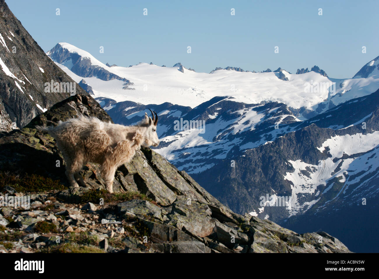 A mountain goat stands atop a ridge in front of Eldorado Peak in the ...