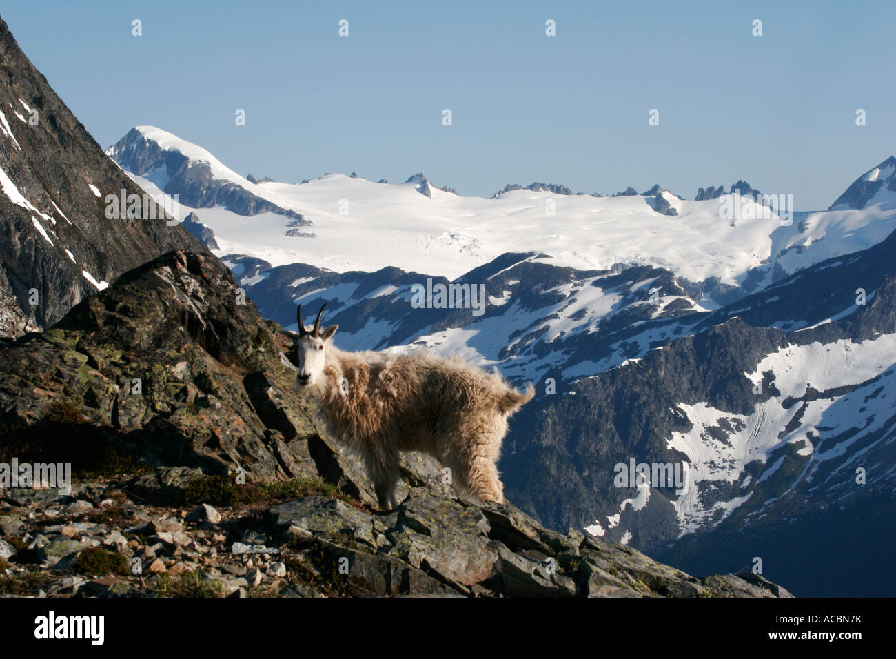 A mountain goat stands atop a ridge in front of Eldorado Peak North ...