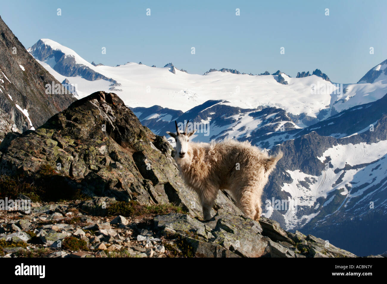 A mountain goat stands atop a ridge in front of Eldorado Peak North ...