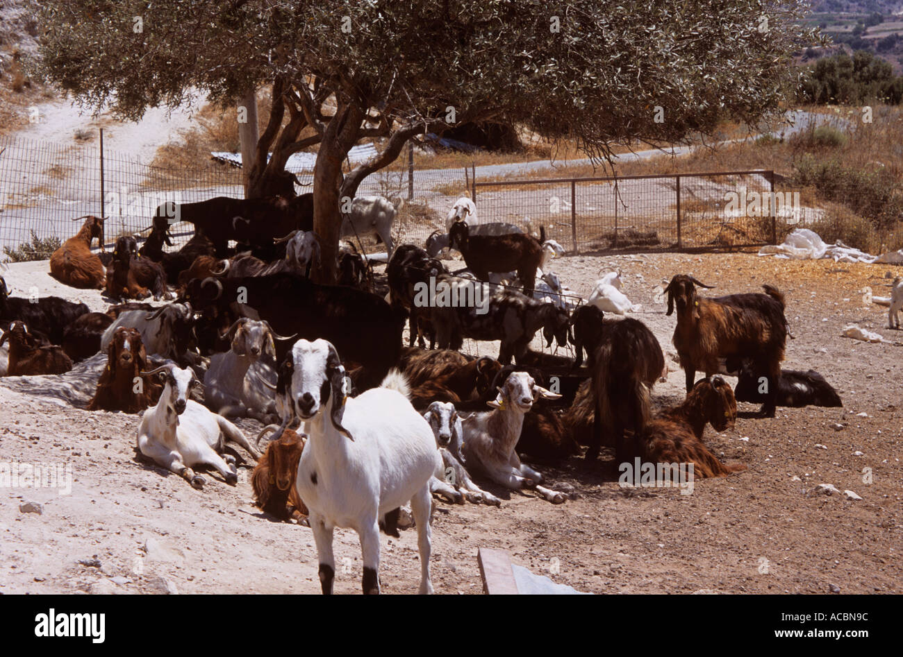 Paphos goats hi-res stock photography and images - Alamy