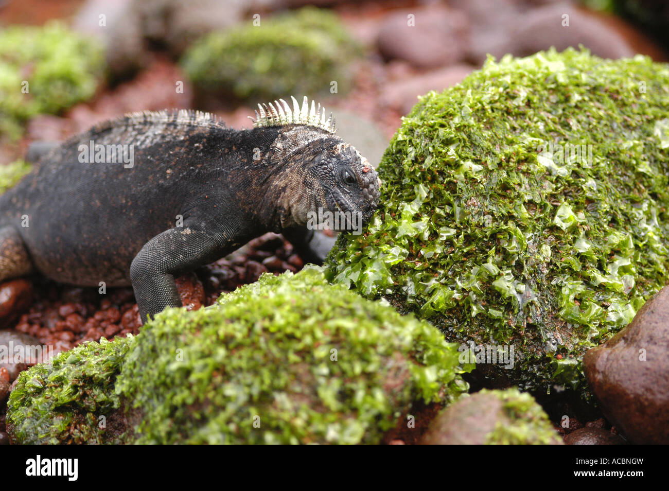 Marine Iguana reptile lizard scales Stock Photo - Alamy