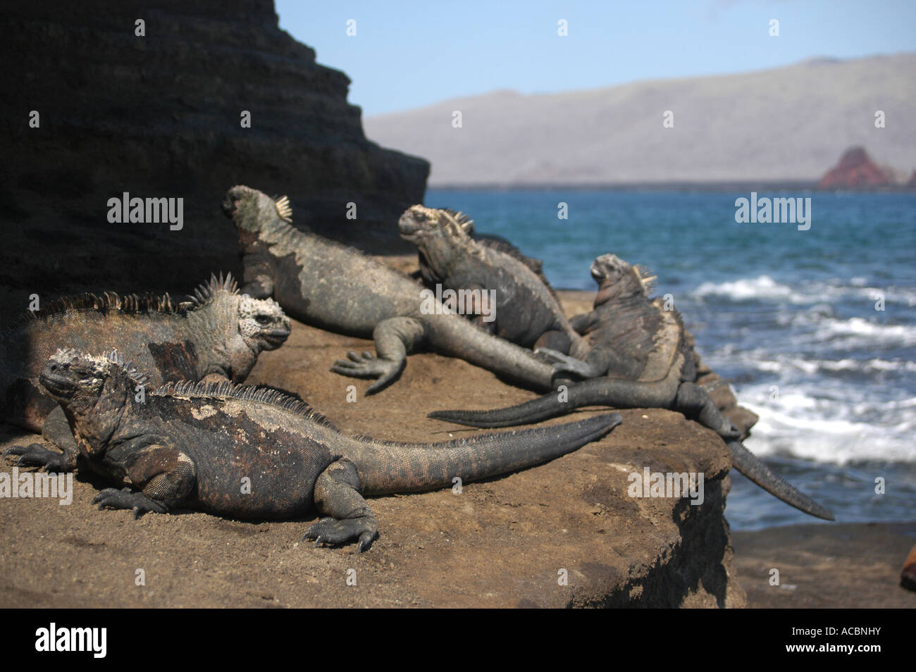 Marine Iguana reptile lizard scales Stock Photo - Alamy