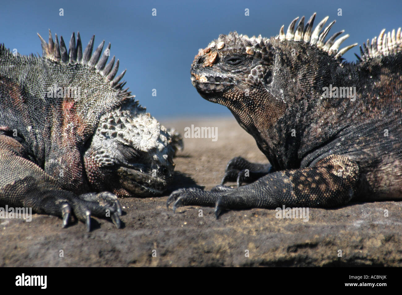 Marine Iguana reptile lizard scales Stock Photo - Alamy