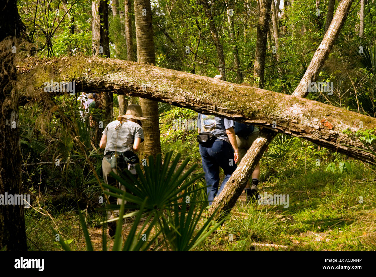 Hiking Florida Trail group walking under fallen tree Stock Photo - Alamy