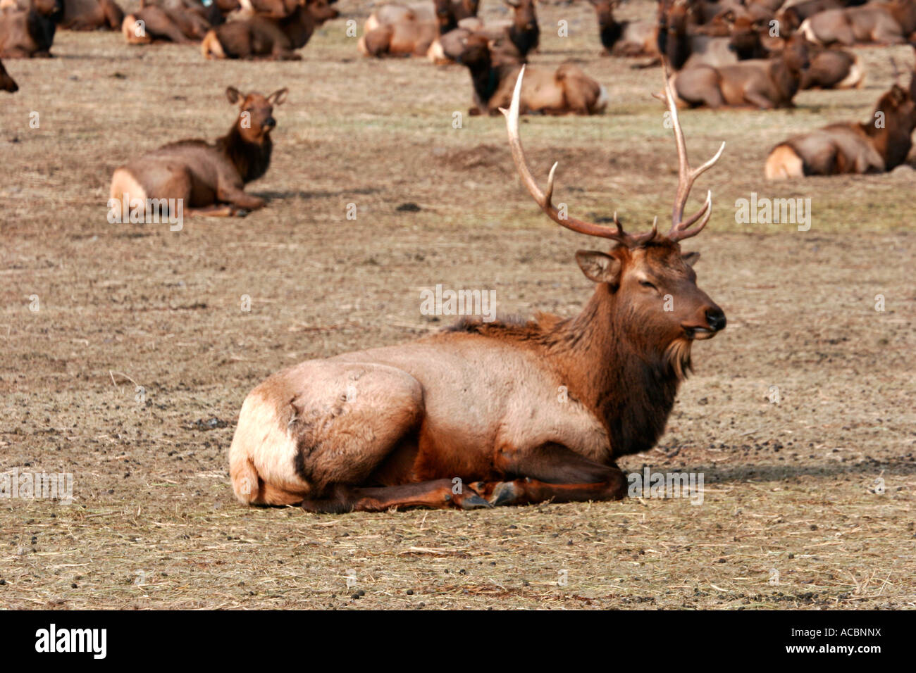 A bull Rocky Mountain Elk rests in a meadow along the eastern Cascades ...