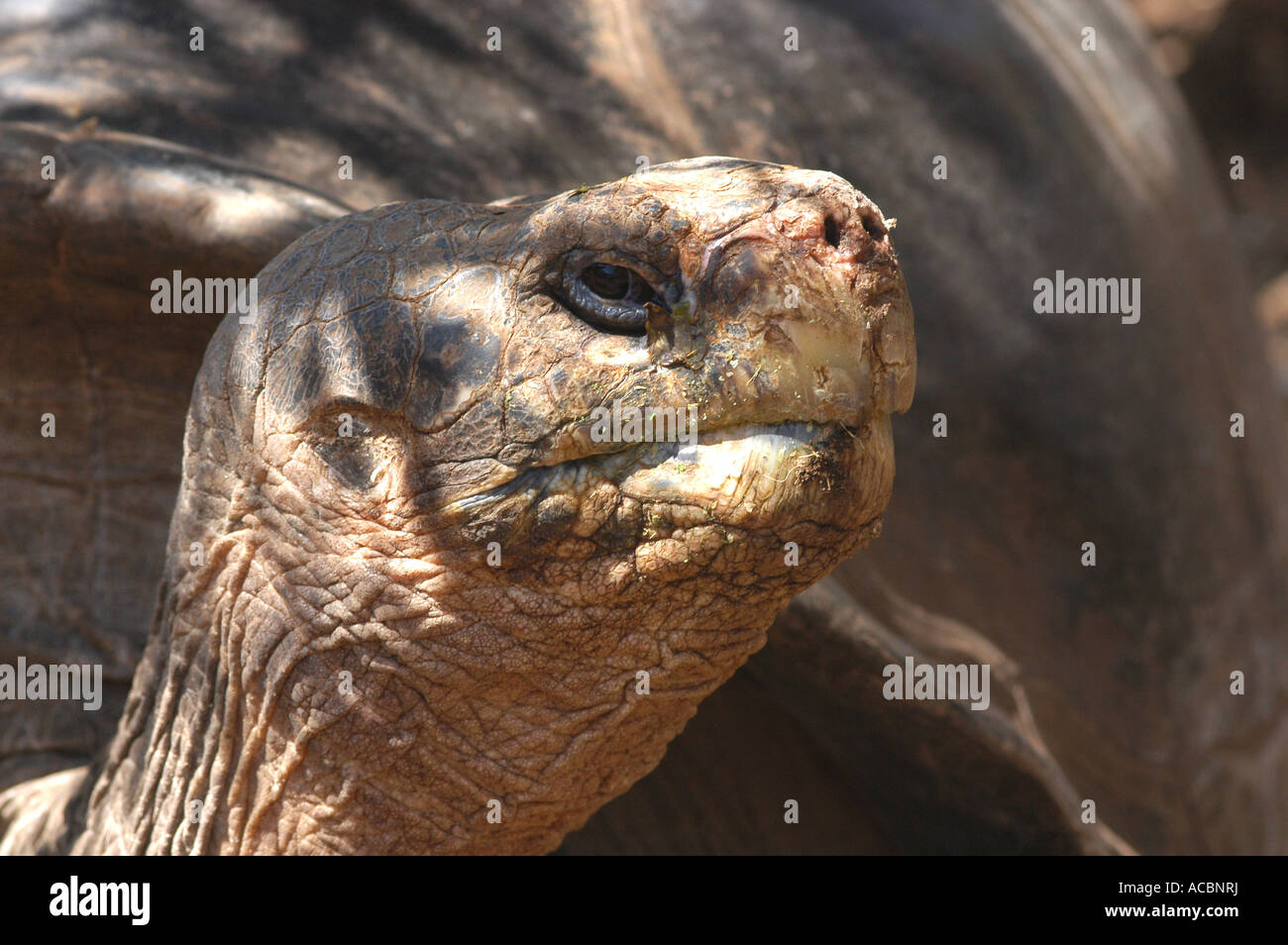 close up of the head of a Galapagos giant tortoise Stock Photo - Alamy