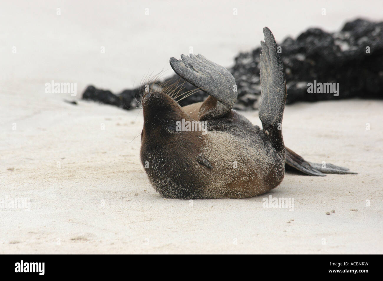 Clap their flippers hi-res stock photography and images - Alamy