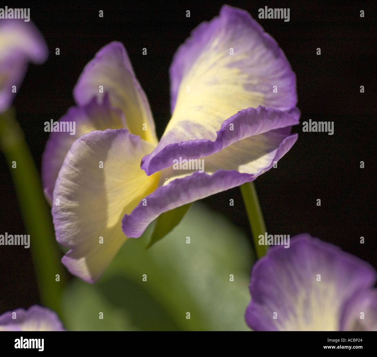 Viola color hi-res stock photography and images - Alamy