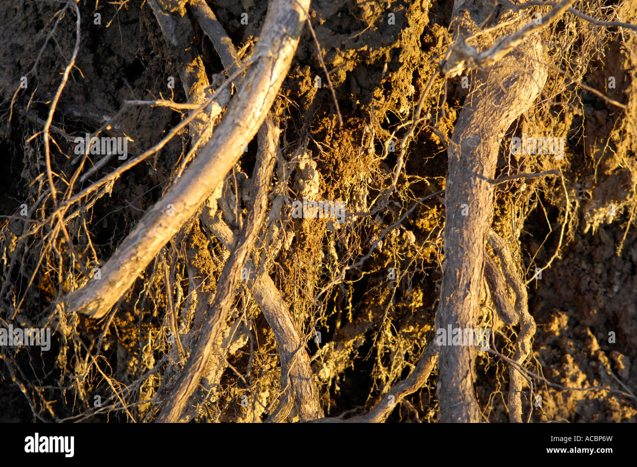 roots nature tree Stock Photo - Alamy