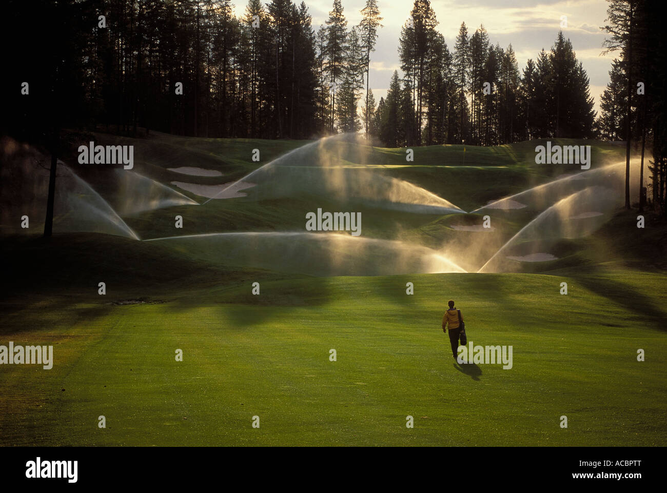 lone golfer walking the course at dawn Stock Photo - Alamy