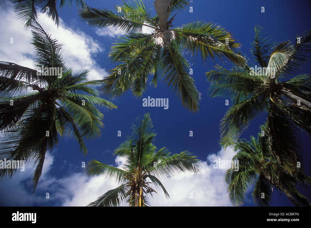 Palm trees British Virgin Islands Caribbean Stock Photo - Alamy