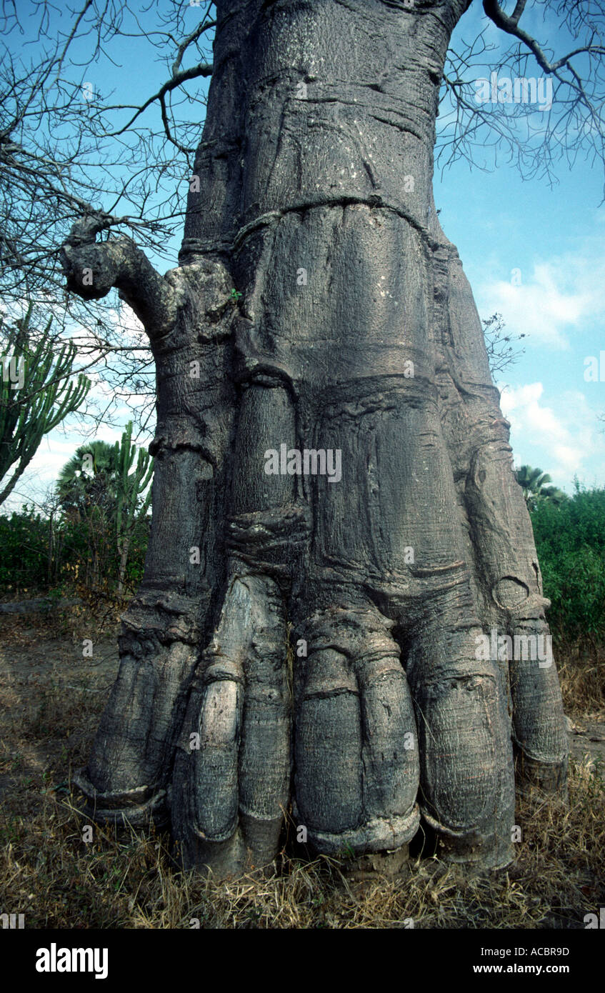 Bark of giant baobab tree in Liwonde National Park Malawi East Africa ...