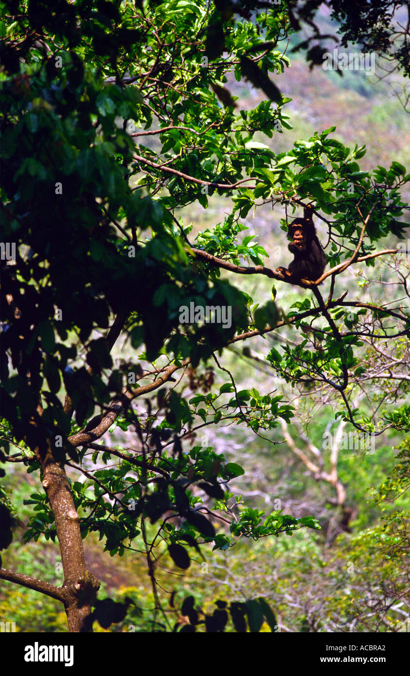 Gombe national park hi-res stock photography and images - Alamy