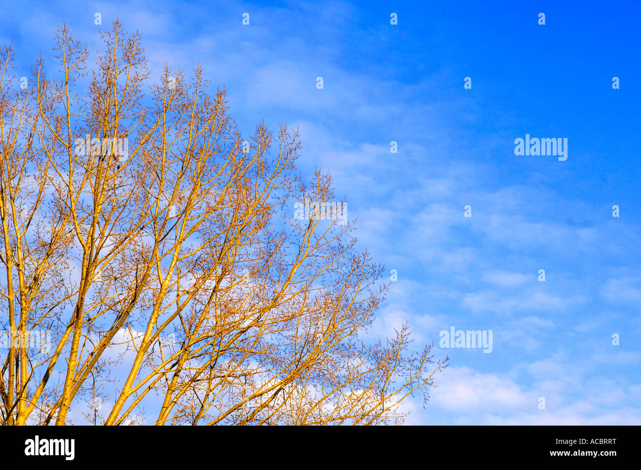 autumn tree blue sky Stock Photo - Alamy