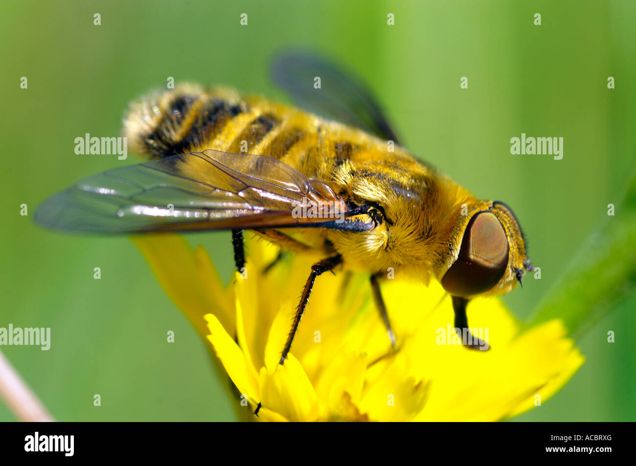 Black and yellow striped fly sitting on yellow flower Stock Photo - Alamy