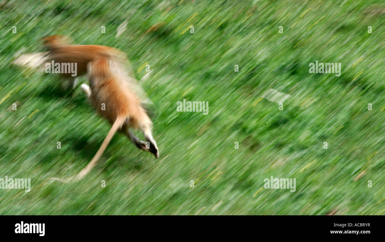 Monkey chase hi-res stock photography and images - Alamy