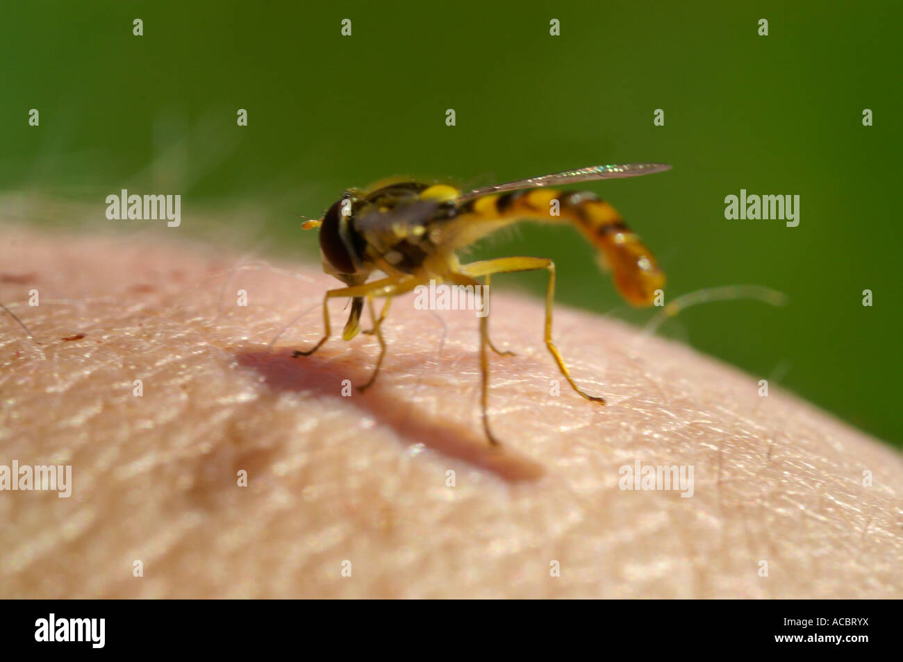 Skinny hoverfly sitting on human skin Stock Photo - Alamy