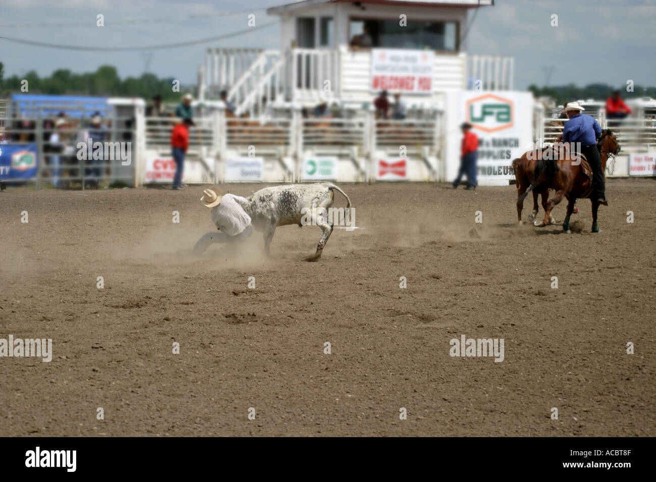 Rodeo Calgary Stampede Alberta Canada Steer Wrestling cowboy Stock ...