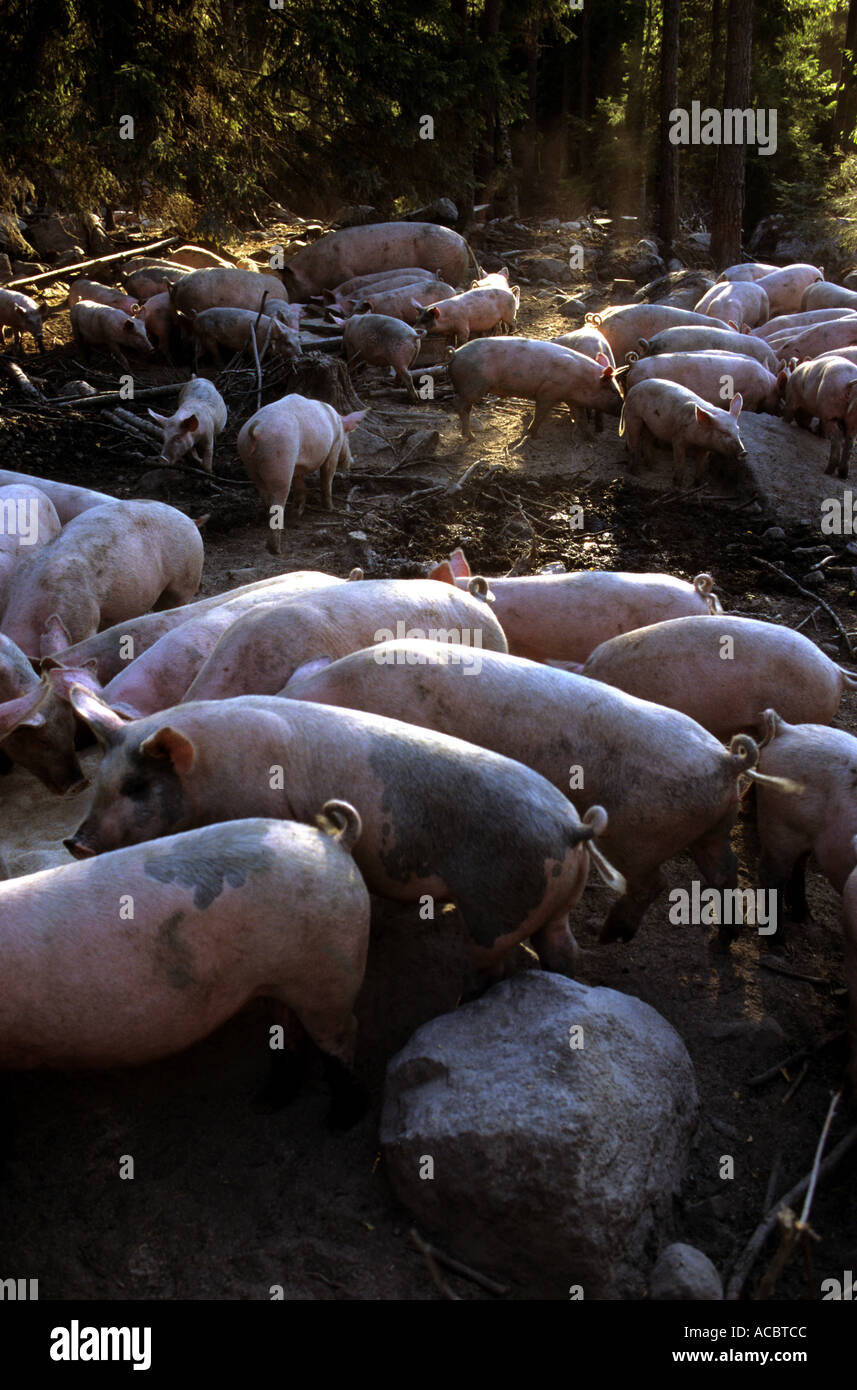 Pigs sweden hi-res stock photography and images - Alamy
