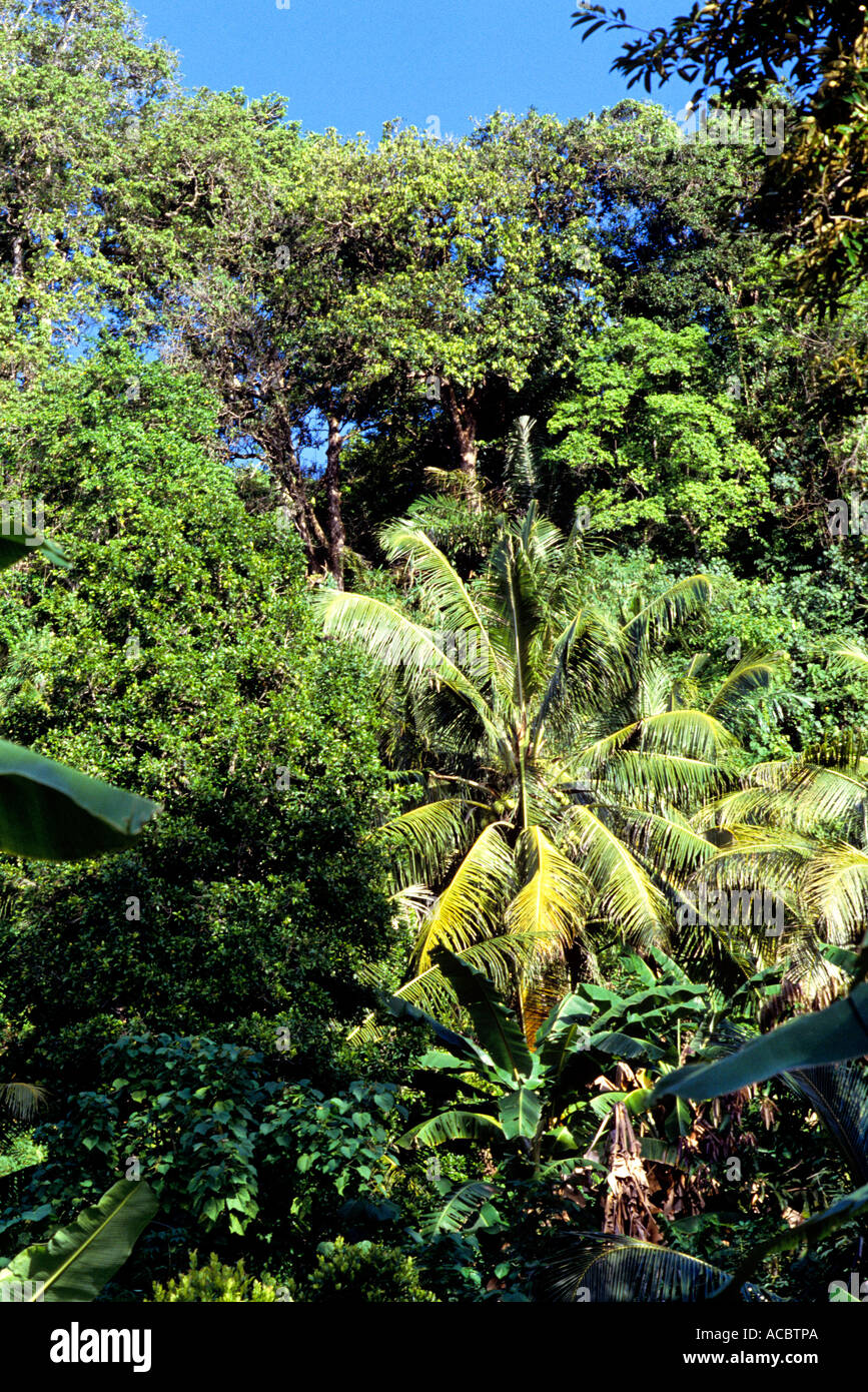 rainforest manusela nationalpark island of seram islands of moluccas ...