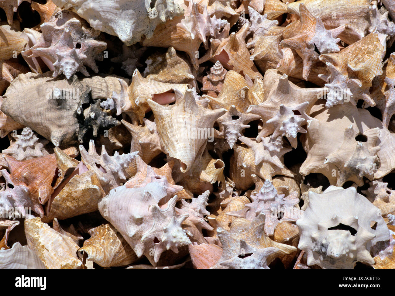 queen conch shells Strombus gigas island of bonaire netherlands ...