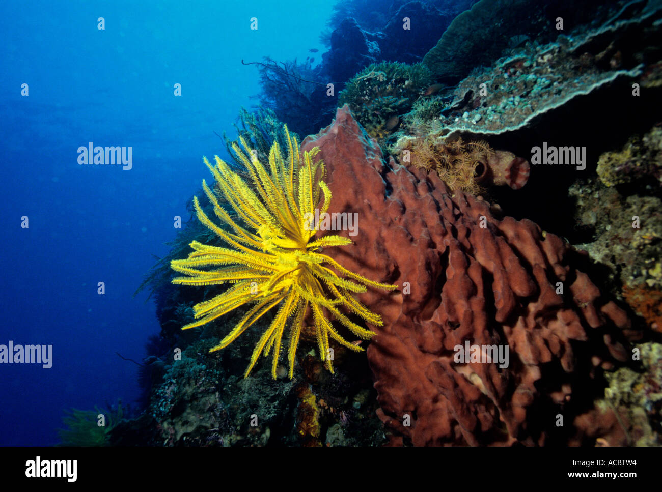 yellow feather star wakatobi dive resort island of sulawesi indonesia ...