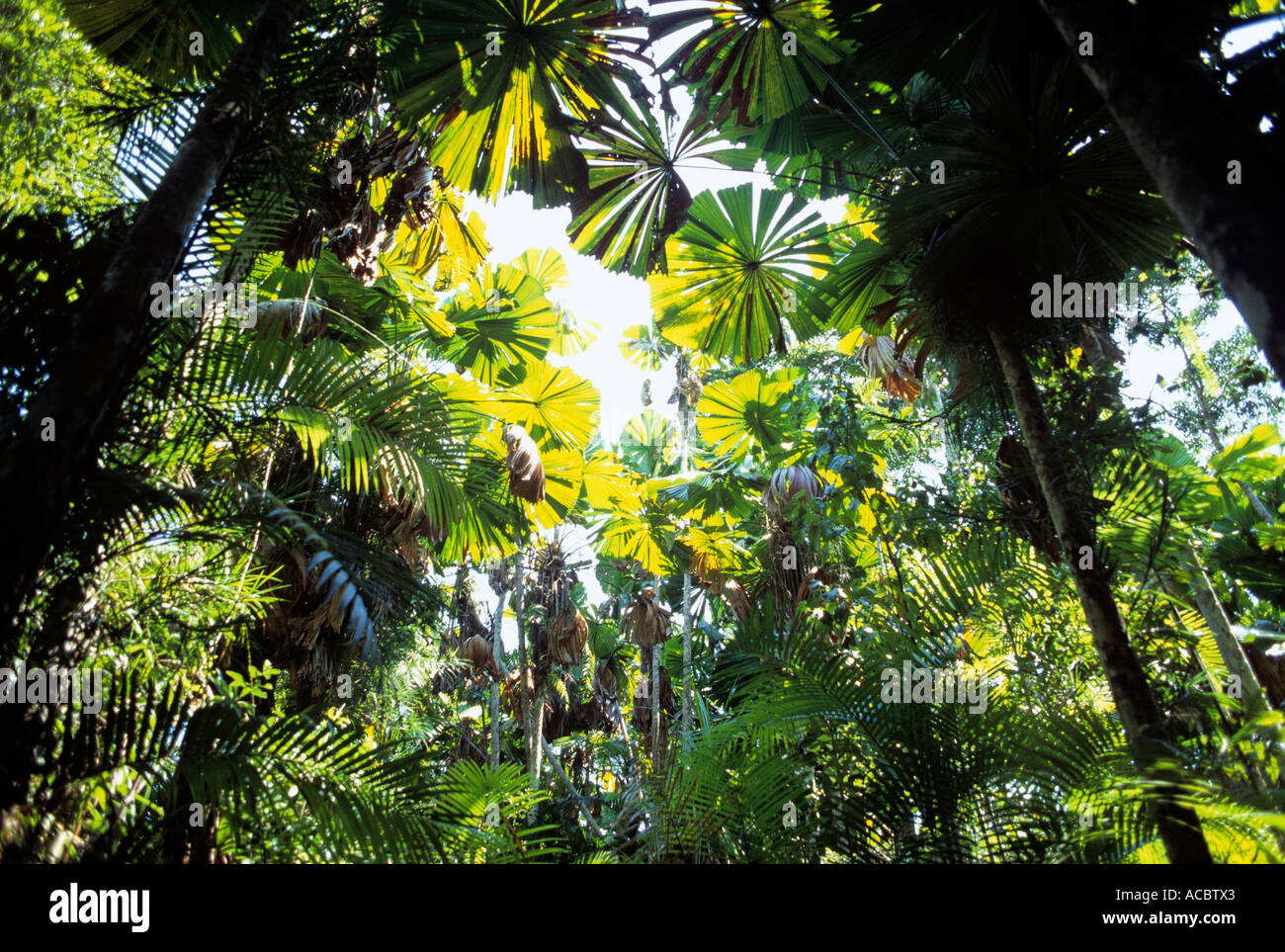 rainforest state of queensland australia Stock Photo - Alamy
