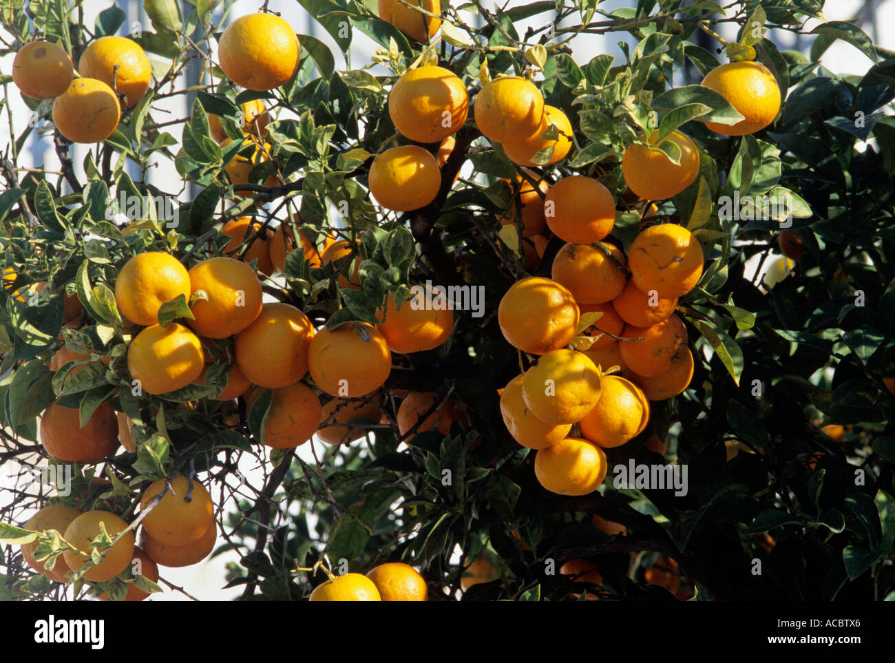 Urspr nglich hi-res stock photography and images - Alamy