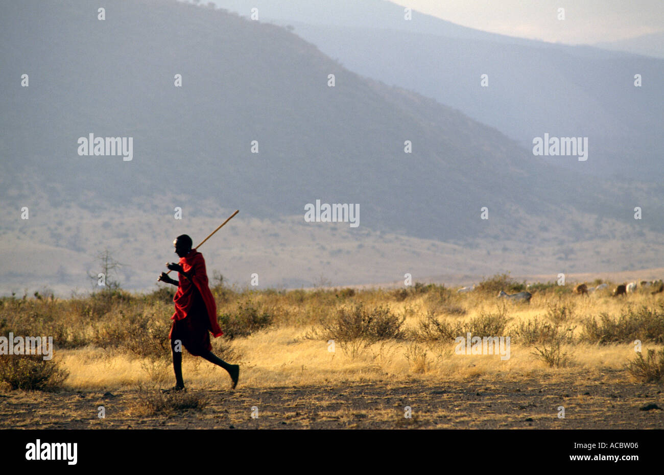 Maasai herdsman running through the plain Great Rift Valley Tanzania ...